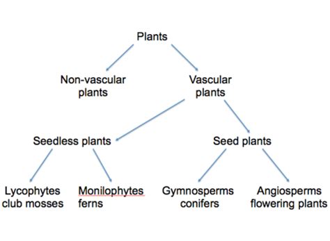 Bio 202 Exam 3 Flashcards Quizlet