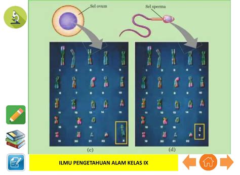 Materi Power Point Pewarisan Sifat Kelas 9 Pptx