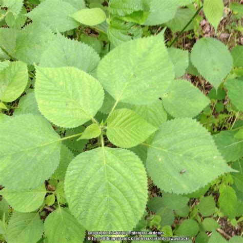 Is This Stinging Nettle Or Catnip In The Plant Id Forum