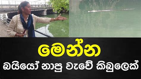 බේරේ වැවේ කිඹුලා Youtube