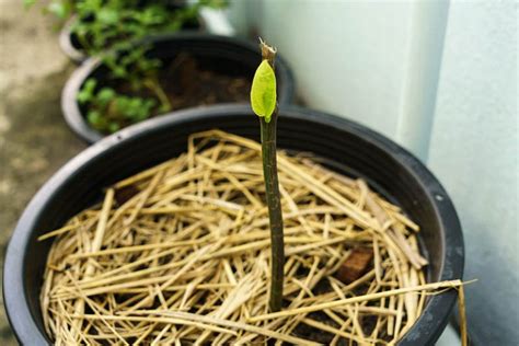 How To Propagate Pear Trees From Cuttings Gardeners Path