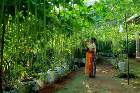 Agriculture Pictures Kerala