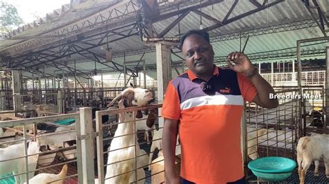 ஆடு வளர்ப்புக்கு 50 மானியம் உண்மையா காரணம் என்ன Nlm Scheme In India