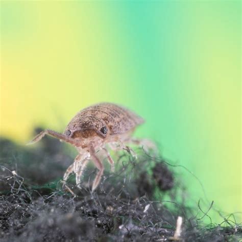 This Is The Smallest Pill Bug That I Ve Ever Seen Such A Cute Little