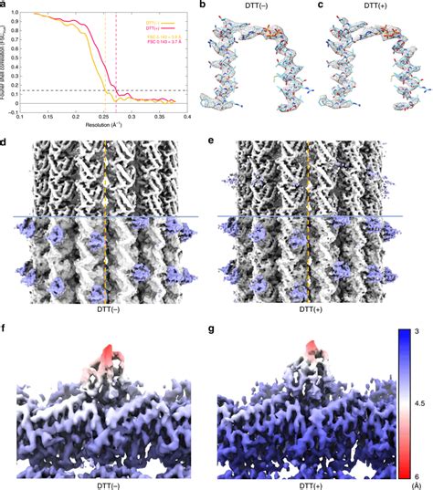 Cryo Em Single Particle Reconstruction Of The Mtbd High Mt Complex In