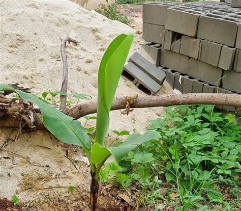 Agricultarte O Cumbo 1