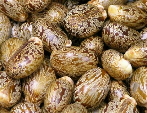 Castor Seed Buy Castor Seed For Best Price At Inr 55 Kilogram Approx
