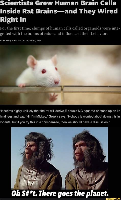 Scientists Grew Human Brain Cells Inside Rat Brains And They Wired