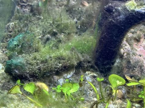 Common Types Of Algae In Aquariums Pete S Aquatics