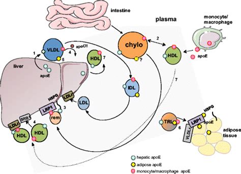 Contribution Of Different Tissues To Plasma Apoe And Its Role In Lipid