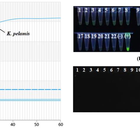 Fluorescence Signal Profiles Obtained Using Dna Template Of Different