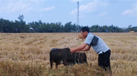 ဟိုင်းကြီးကျွန်းမြို့ ရေကျော်ဘုရားလှ၊ စမ်းကြီးကျေးရွာအုပ်စုများ၌ ကျွဲ