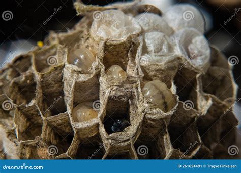 Close Up Photo Of A Wasps Nest With Larvae Stock Image Image Of