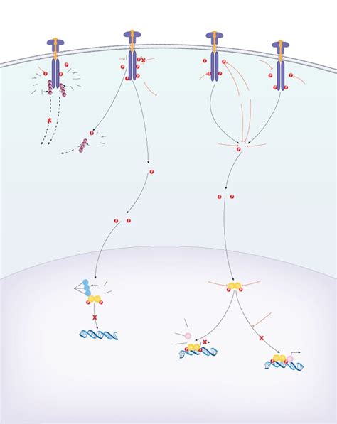 Jakstat Signaling Intracellular Regulation Pathway Randd Systems
