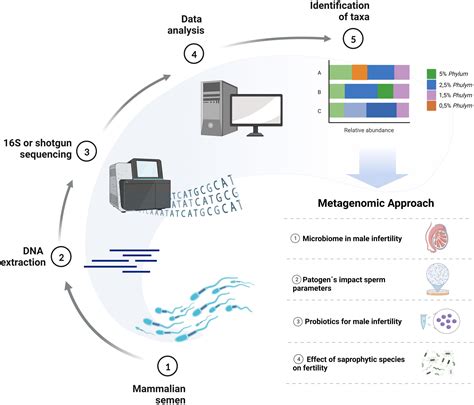 Frontiers Mammals Sperm Microbiome Current Knowledge Challenges And Perspectives On