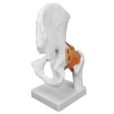 Professional Hip Bone Model Realistic Human Hip Joint Model Hip Joint