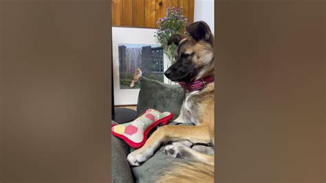 늦잠자는 강아지 짜장주둥이 강아지 우리집강아지귀여워 아이유 Youtube