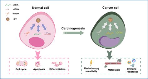Patterns Of Interaction Between Hpv And Host Cells Via Rna In Normal
