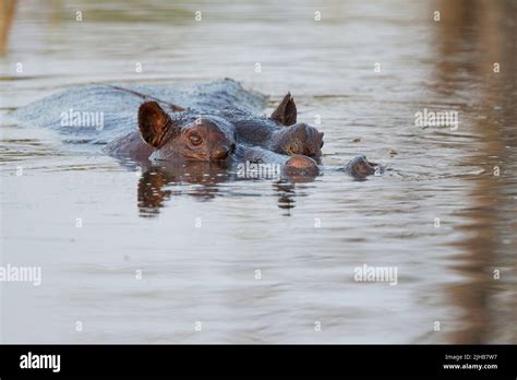 Hippopotamus Hippopotamus Amphibius Partially Submerged At A Water