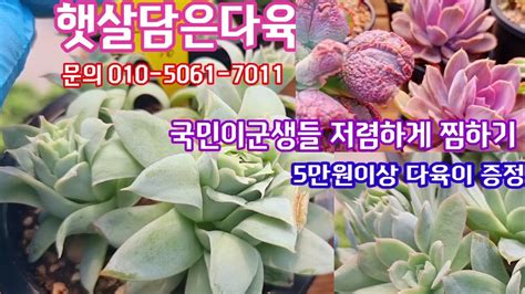 햇살담은다육 국민이군생들 창들도 착한가격에 찜하기 5만원이상 선물도 드려요 ♡마디바대품♡황홀한연꽃금♡로즈퀸♡먼로군생♡왕뇌신금♡핑크사랑무~~ Youtube