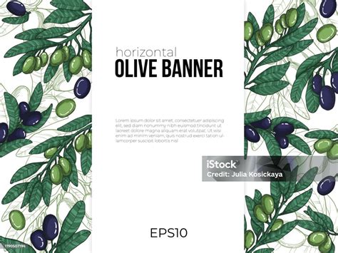 흰색 배경에 올리브 가지의 라인 아트 일러스트와 다채로운 검은 색과 녹색 올리브와 수평 배너 템플릿 텍스트에 대한 공간을 대처합니다 올리브 나무 나뭇 가지와 잎 배경 개념에
