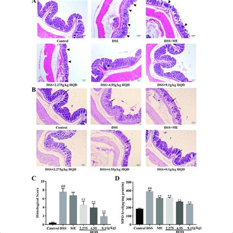 Apoptosis Assay Using Flow Cytometry After Staining With Annexin