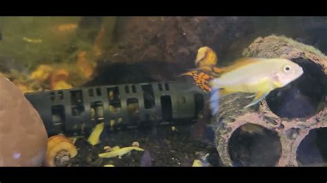 Fish Room Tour Youtube