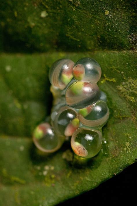 Glass Frog Eggs In Natural Habitat