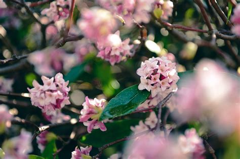 Flores Rosadas Pétalos Foto Gratis En Pixabay Pixabay