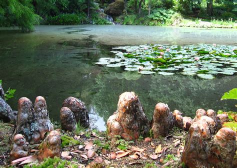 Is It Harmful To Remove Bald Cypress Knees Walter Reeves The