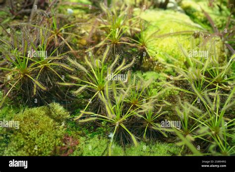 Close Up Of Vibrant Green Plants Thriving In A Lush Mossy Environment Delicate Details And Close Up Of Vibrant Green Plants Thriving In A Lush Mossy Environment Delicate Details And