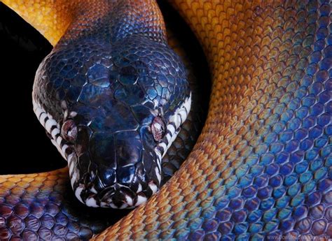 Free Download HD PNG Color Head Python Snake Wallpaper Background Best Stock Photos Image ID