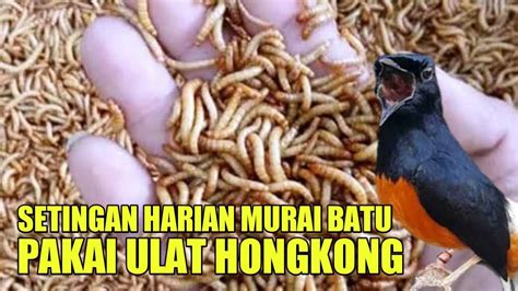 Manfaat Ulat Hongkong Bagi Murai Batu YouTube