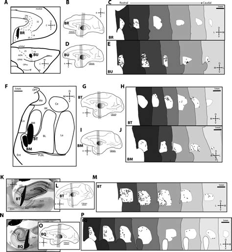 Pathways For Memory Cognition And Emotional Context Hippocampal