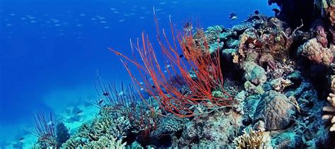 How Your Sunscreen Poses A Stop Real Threat To Coral Reefs Australian