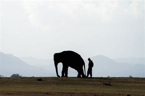 La Extinción De Especies Es 35 Veces Más Rápida Desde La Aparición De