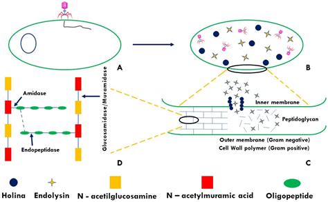 Biofunctionalization Of Endolysins With Oligosacharides Formulation Of