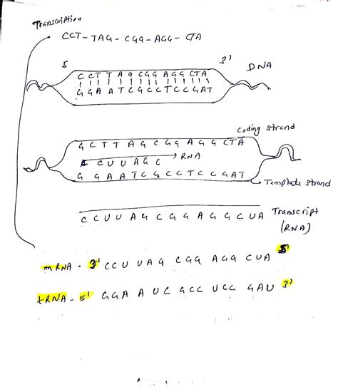 Solved CCT TAG CGG AGG CTA Find The Sequence If RNA Obtained After