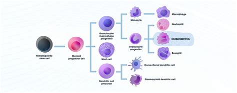 Eosinophils Eosinophil Origin Function And Related Conditions