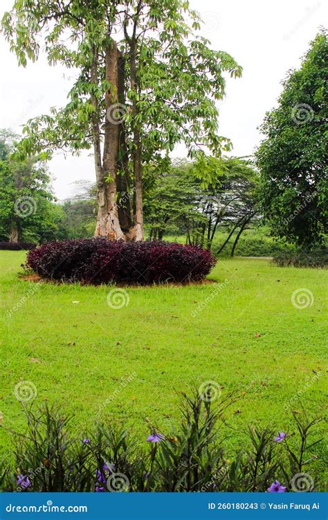Varios Tipos De Plantas Ornamentales En El Parque De La Ciudad Imagen