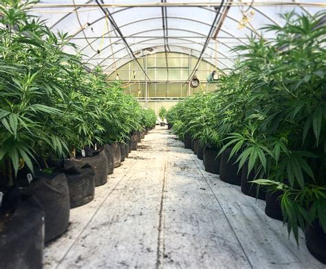Our Story Kentucky Cbd Bluegrass Hemp Oil