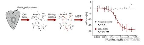 Mst微量热泳动分子互作实验服务 知乎
