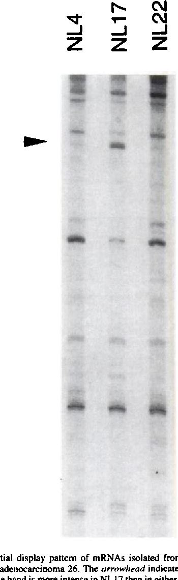 Figure 1 From Isolation Of Murine And Human Homologues Of The Fission