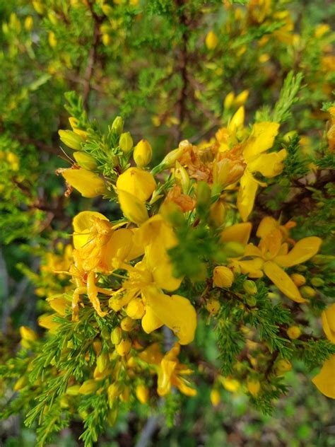 Hypericum Laricifolium From Otavalo Ec Im Ec On May 25 2023 At 10 19