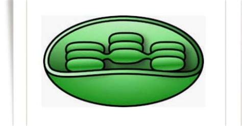 Plastid Types Structure And Functions Biology Educare
