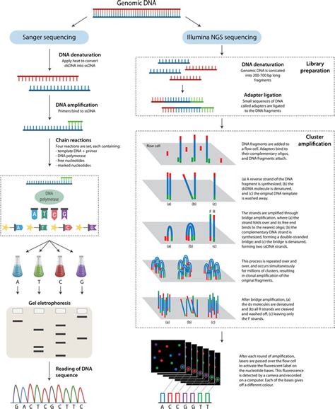 Comparison Of Sanger Sequencing Left And Illumina Next Generation