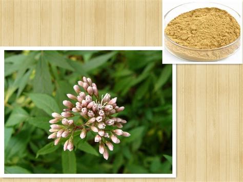 Fortune Eupatorium Herb Extract China Eupatorium Fortunei Turcz And