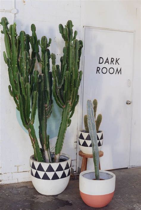 23 Stunning Indoor Cactus Plants In Pots Ideas — Freshouz Home