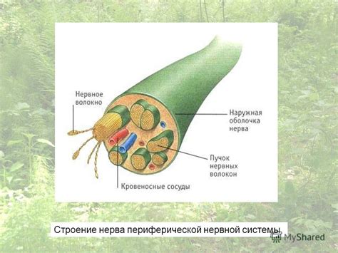 Презентация на тему Нейробиология Структурная организация нервной
