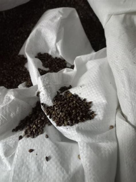 Prodam Očiščeno Seme Ajde